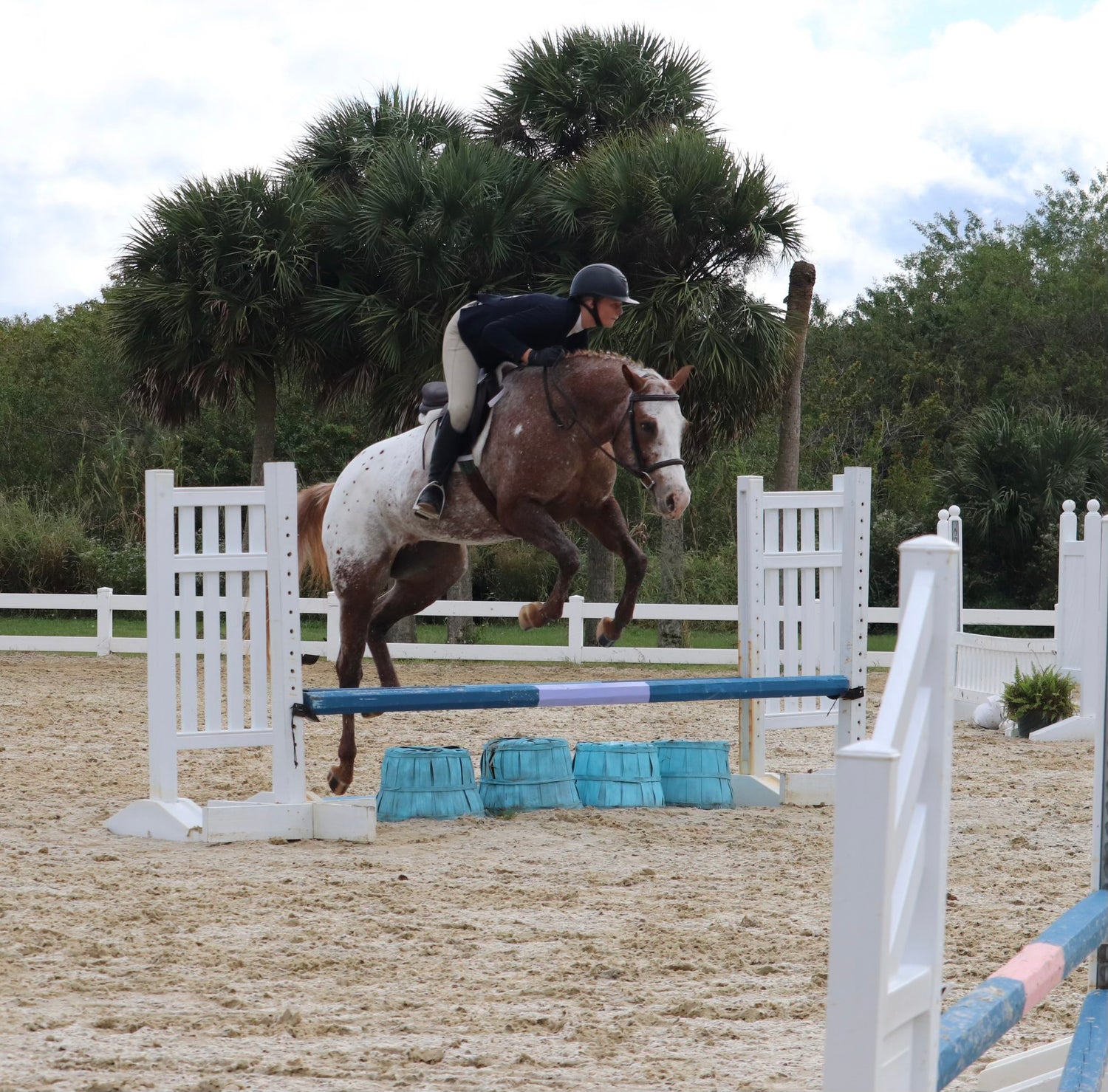 Horse Leasing – Vero Beach Equestrian Club